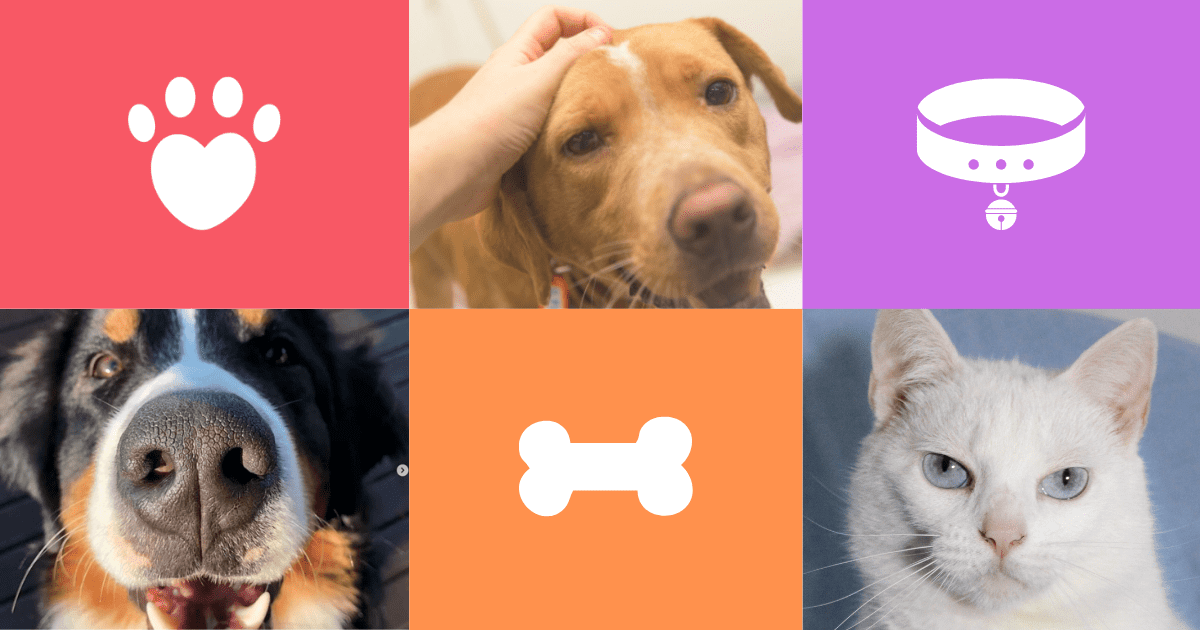 Lista de Abrigos | Pets RS